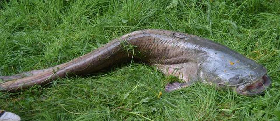 Il pesce siluro record pescato a Padova - Il Gazzettino.it Il pesce siluro record pescato a Padova - Il Gazzettino.it
